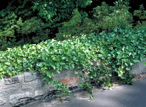Hedera Helix English Ivy Siteone
