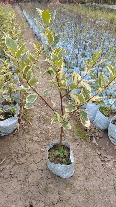Decoration And Fresh Air Multicolor Ficus Elastica Plant For Garden At Rs 120 Piece In Midnapore