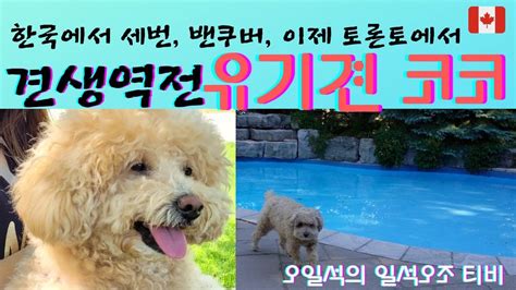 견생역전 유기견 코코 캐나다 토론토 선한 입양가족 만난 일상 모습 공개 콘텐즈로 만들었습니다 Youtube