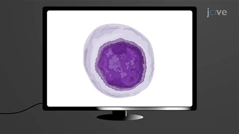 Vídeo Imagem De Fase Quantitativa Tridimensional Para Caracterização De Subtipos De Linfócitos