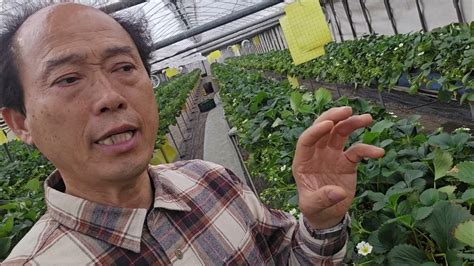 황금알농법 딸기재배 팁번 기공탈수 차광망 잿빛곰팡이 꽃곰팡이 비료부족 엽면시비 설탕 맹물시비는 약보다좋다 돈버는농사 Youtube