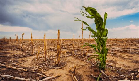 Conséquences Sur Lagriculture Agroclimatique Togo
