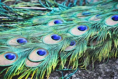 Real Peacock Feathers