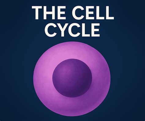 Cell Cycle Stages Regulation And Importance In Life Cyclici