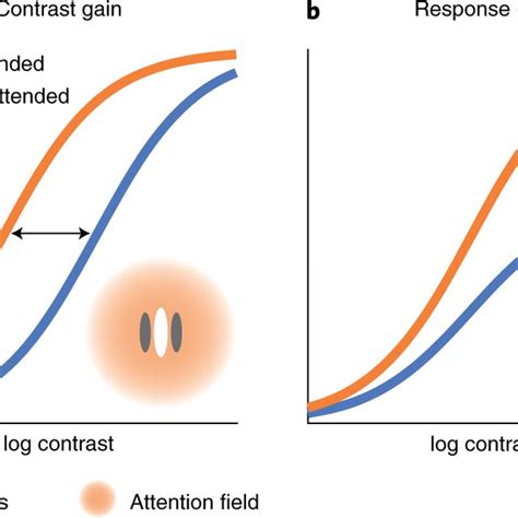 Different Forms Of Attentional Modulation On Contrast Response