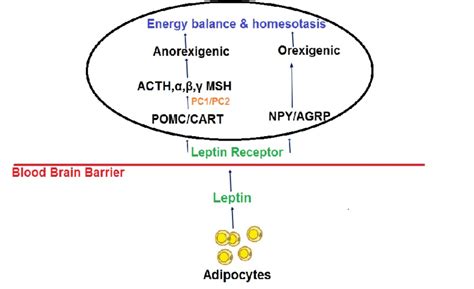 Energy Balance And Homeostasis Are Regulated By Pomc Cart And Npy Agrp Download Scientific