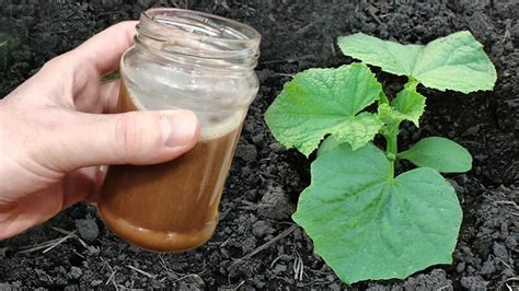 Полила огурцы этим и они сразу пошли в рост не болеют Подкормка для роста и урожайности