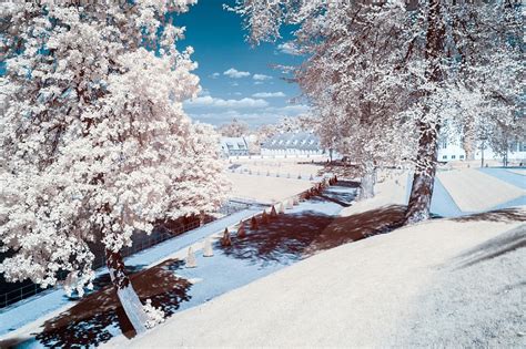 Treeline Photo Images Free Photos PNG Stickers Wallpapers Backgrounds Rawpixel