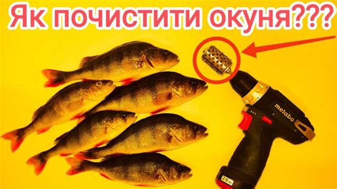 ЯК ШВИДКО ПОЧИСТИТИ ОКУНЯ або ЛИНА Як почистити окуня не знімаючи з нього шкіру Youtube