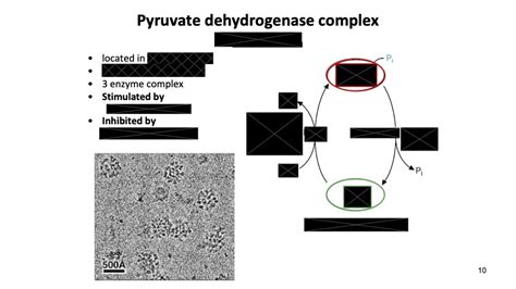 Pyruvate Dehydrogenase Complex Diagram Quizlet