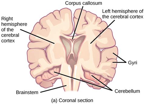 The Central Nervous System Openstax Biology 2e