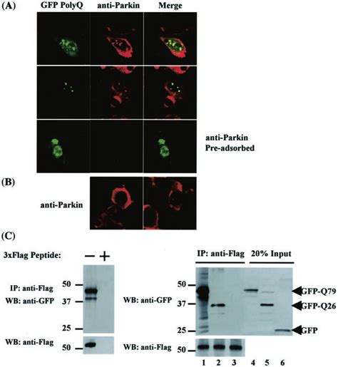 Interaction Of Parkin With Gfp Polyq Proteins In Cultured Cells A