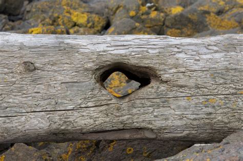 A Study Of A Log Today Beth Likes