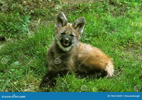 Maned Wolf Chrysocyon Brachyurus Cub Snarling Stock Image Image Of