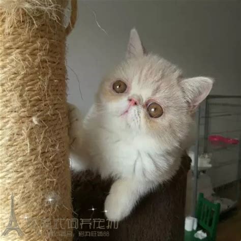 宠物猫异国短毛猫加菲猫幼猫纯种家养加菲幼猫赛级加菲猫活体p 虎窝淘