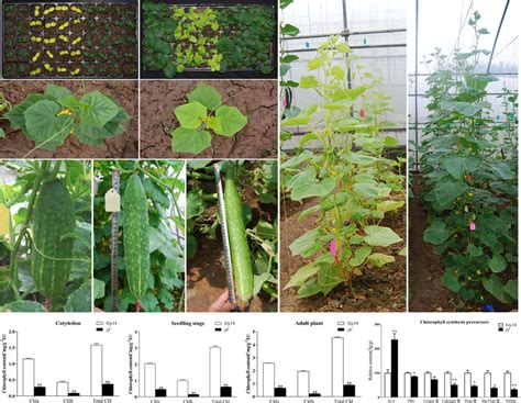 Phenotypic Characterization Of The Yf Mutant A Wild Type Left Download Scientific Diagram
