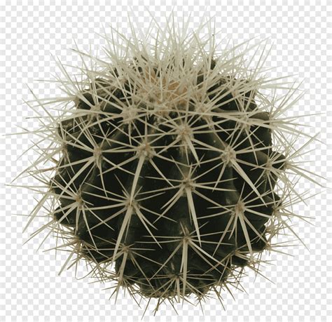 Ball Cactus Portable Network Graphic Cactaceae Eastern Prickly Pear