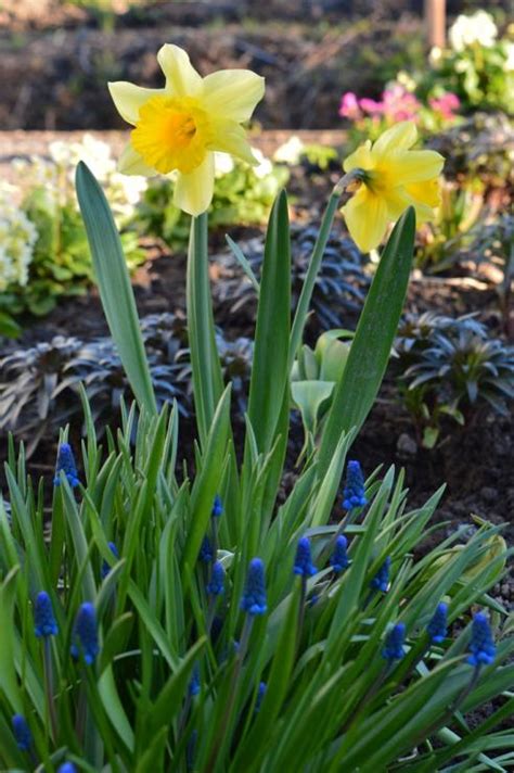 Многолетние цветы не требующие ухода