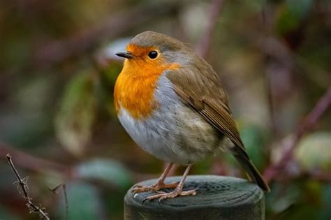 흐릿한 배경을 가진 정원의 나무에 앉아 있는 유럽 로빈의 클로즈업 귀여운에 대한 스톡 사진 및 기타 이미지 귀여운 깃털 나무 Istock
