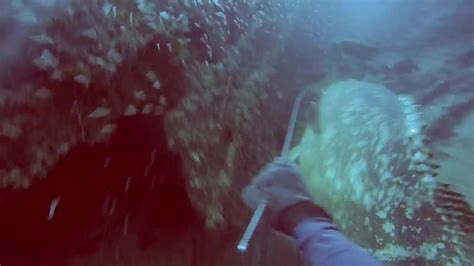 Goliath Grouper Fish Eats Shark Swimming With Super Grouper Hakai