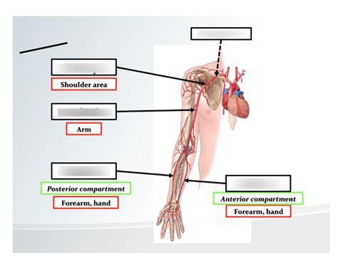 Diagram Of Branches From The Subclavian Artery Quizlet