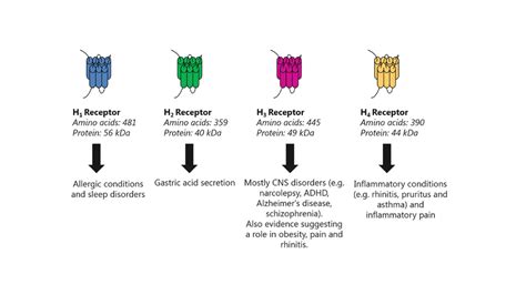 Hormone Synthesispdffutdtufdtudtudtufdtu Pdf