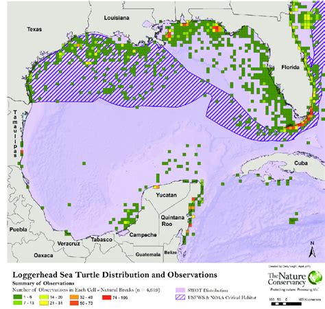 Loggerhead Sea Turtle Distribution And Observations Download