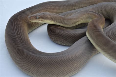 Olive Pythons At Aar