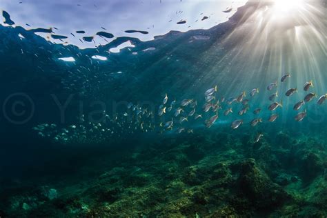 ΑΝΑΜΕΝoΜΕΝΑ ΑΠΟΤΕΛΕΣΜΑΤΑ Biodiversity