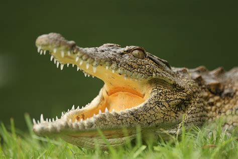 Crocodile