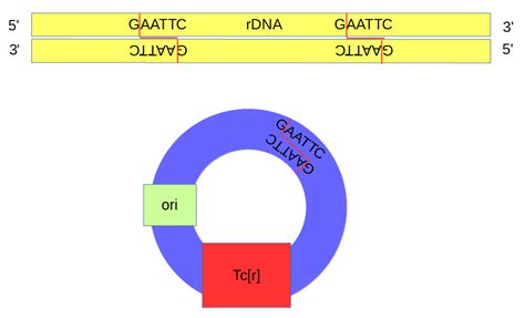 Fileuncut Ecori Dna And Plasmidpng Genetics Wiki