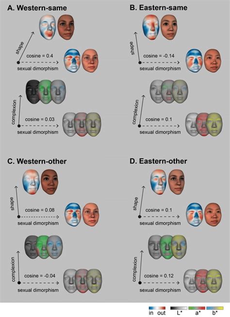 Face Features Of Attractiveness And Sexual Dimorphism Are Orthogonal Download Scientific