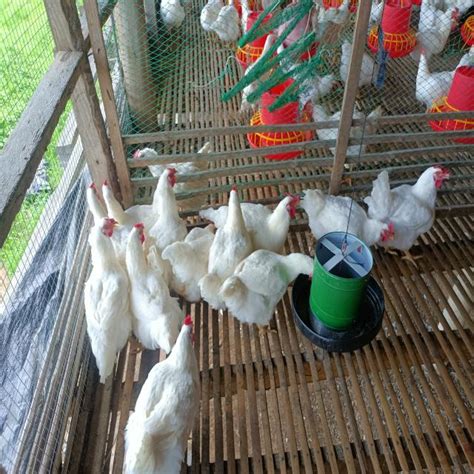 Combined Datasets Object Detection Dataset And Pre Trained Model By