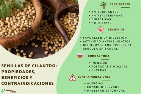 Propiedades De Semillas De Cilantro Beneficios Y Usos Saludables