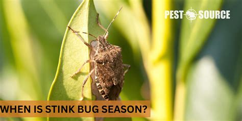 When Is Stink Bug Season Pest Source