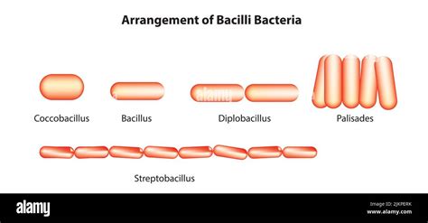 Bacilli Bacteria Cut Out Stock Images And Pictures Alamy