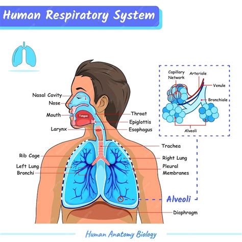 Premium Vector Respiratory System Of Human