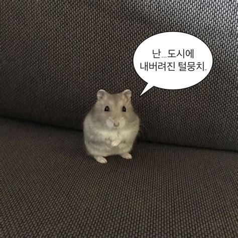햄스터말풍선짤 햄스터밈 햄스터사진모음 말풍선짤모음 귀여운짤 카톡짤모음 네이버 블로그 햄스터말풍선짤 햄스터밈 햄스터사진모음 말풍선짤모음 귀여운짤 카톡짤모음 네이버 블로그