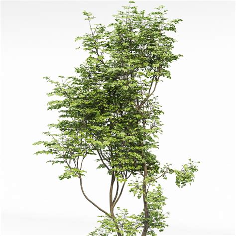 Beautiful Two Trees Hazel Leave 3d Model Download Trees On