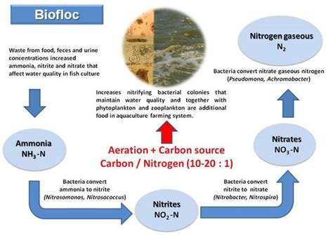Biofloc Technology Bft In Aquaculture Abesta