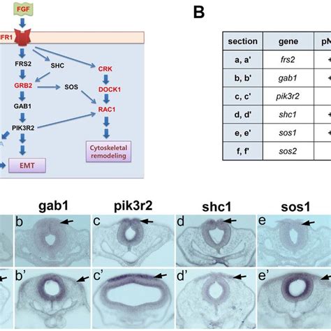 Functional Pathway Analysis A Predicted Fgfr Signaling Pathway Map Download Scientific
