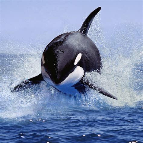 Orca Movie Eye