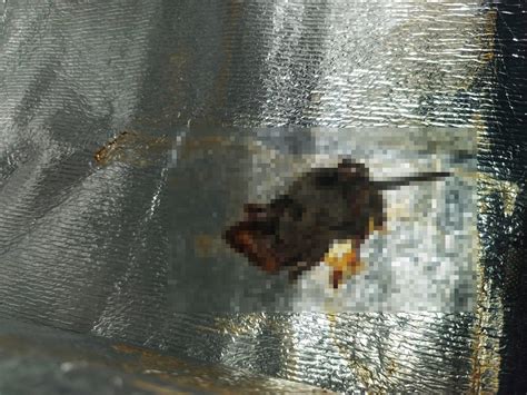 Spore Woman Finds Squashed Rat In Grabfood Order Sfa Investigating