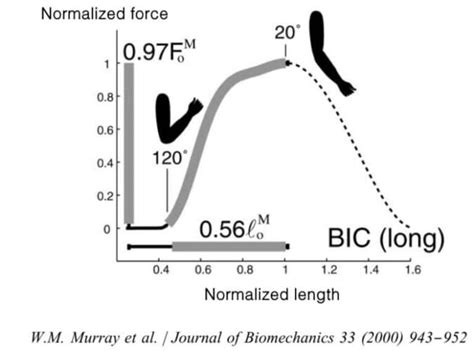 Curl Bayesian 3 Aspectos Técnicos Para Biceps