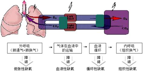 病理生理学缺氧学习资料分享 知乎