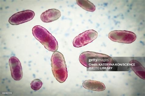 Aggregatibacter Bacteria Illustration High Res Vector Graphic Getty