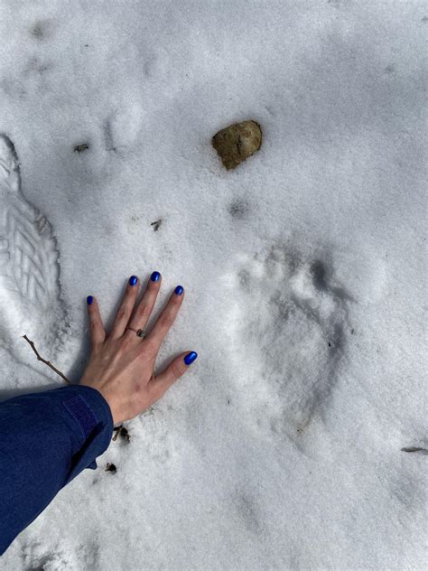 Black Bear Tracks Bear Tracks And Trails North American Bear Center