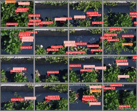 基于yolov10的草莓生长期检测系统（开花期、结果期、成熟期），支持图像、视频和摄像实时检测【pytorch框架、python源码】草莓