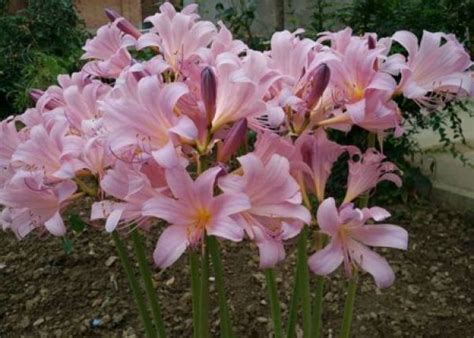 Propagation Mode Of Allium Mongolicum The Plant Aide
