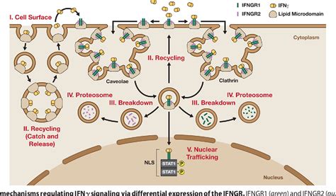 Figure 2 From Current Prospects Of Type Ii Interferon γ Signaling And Autoimmunity Semantic